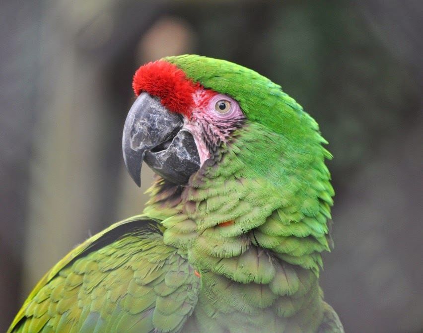 ZOOTOGRAFIANDO (6.100 ANIMALS): GUACAMAYO MILITAR / MILITARY MACAW (Ara ...