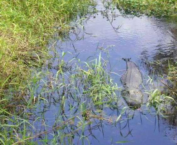 Josh Higham Florida field course