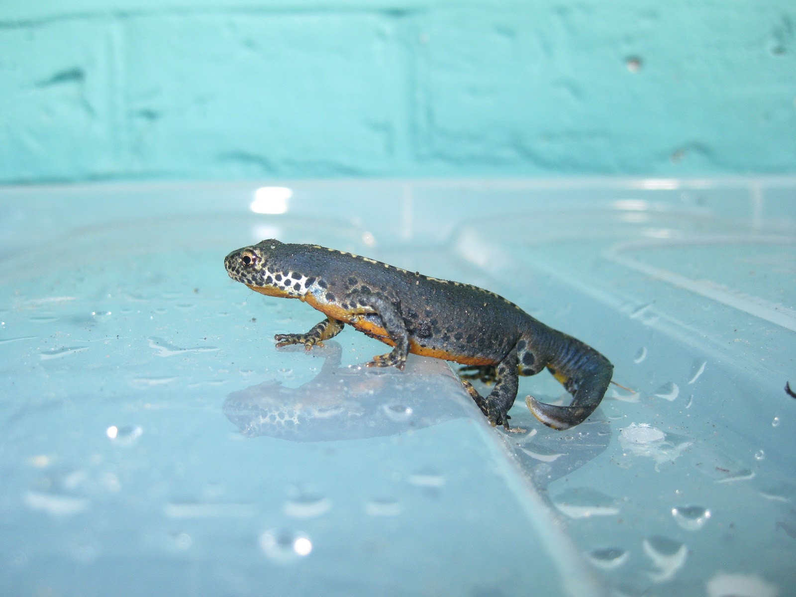 Froglife news: Froglife's Dragon of the Month: Alpine Newt