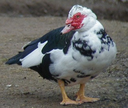 Entok Atau Entog , Unggas Air Yang Mempunyai Keistimewaan Tersendiri ...