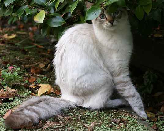 Collection of photos of cats | Amazing Cats Collection