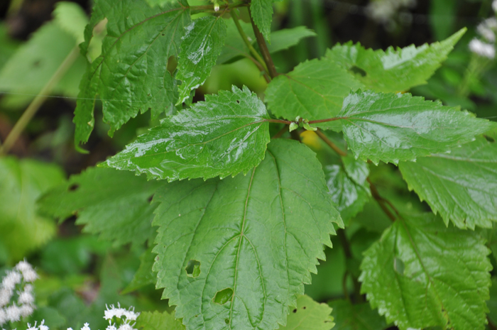 Fall Flowers: White Snakeroot, Boneset, and Hyssop Leaf Boneset