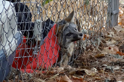 Wildlife Emergency Services blog: The Fox and the Fence