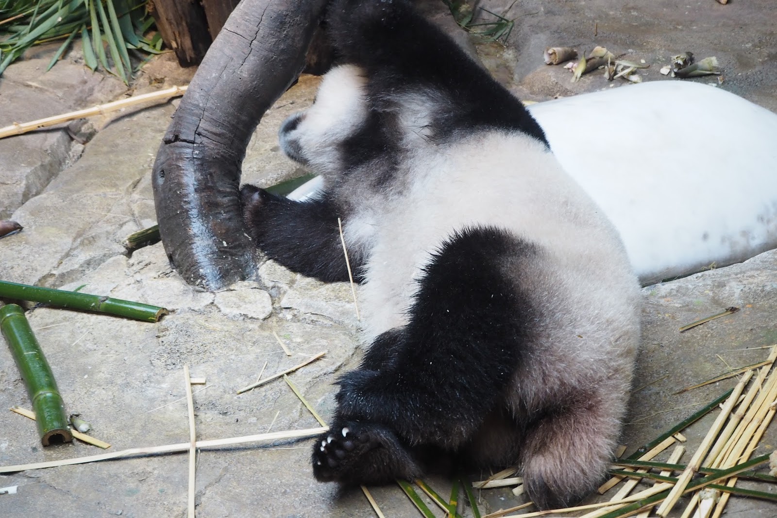 Kee Hua Chee Live!: AMBER CHIA BRINGS HER PARENTS CHIA HUN POY AND CHUA ...