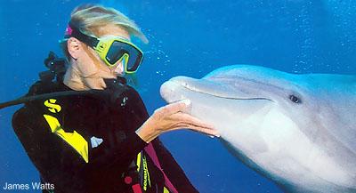 Evolución de la sociabilidad : LOS DELFÍNES: IGUAL DE SOCIABLES A LOS ...