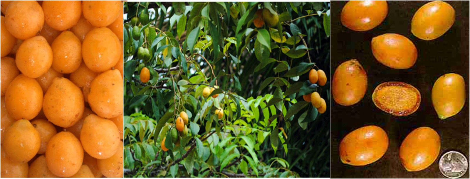 BELÉM E REGIÃO PUBLICIDADE: CULINÁRIA DO PARÁ