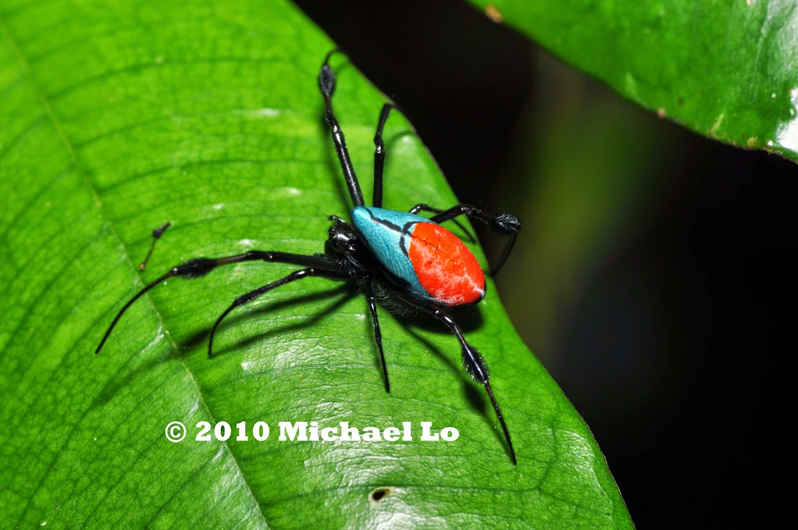 The rainforests of Borneo & Southeast Asia: Longjawed Orb Weaver spider ...