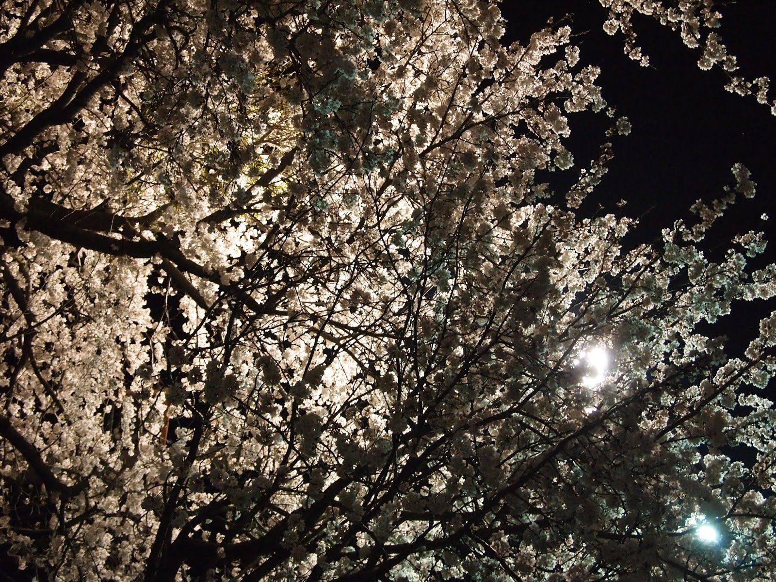 Dream Tours Japan: Night time Cherry Blossoms: Nagasaki and Fukuoka ...