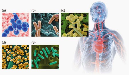 healthy living: Characteristics of successful pathogens