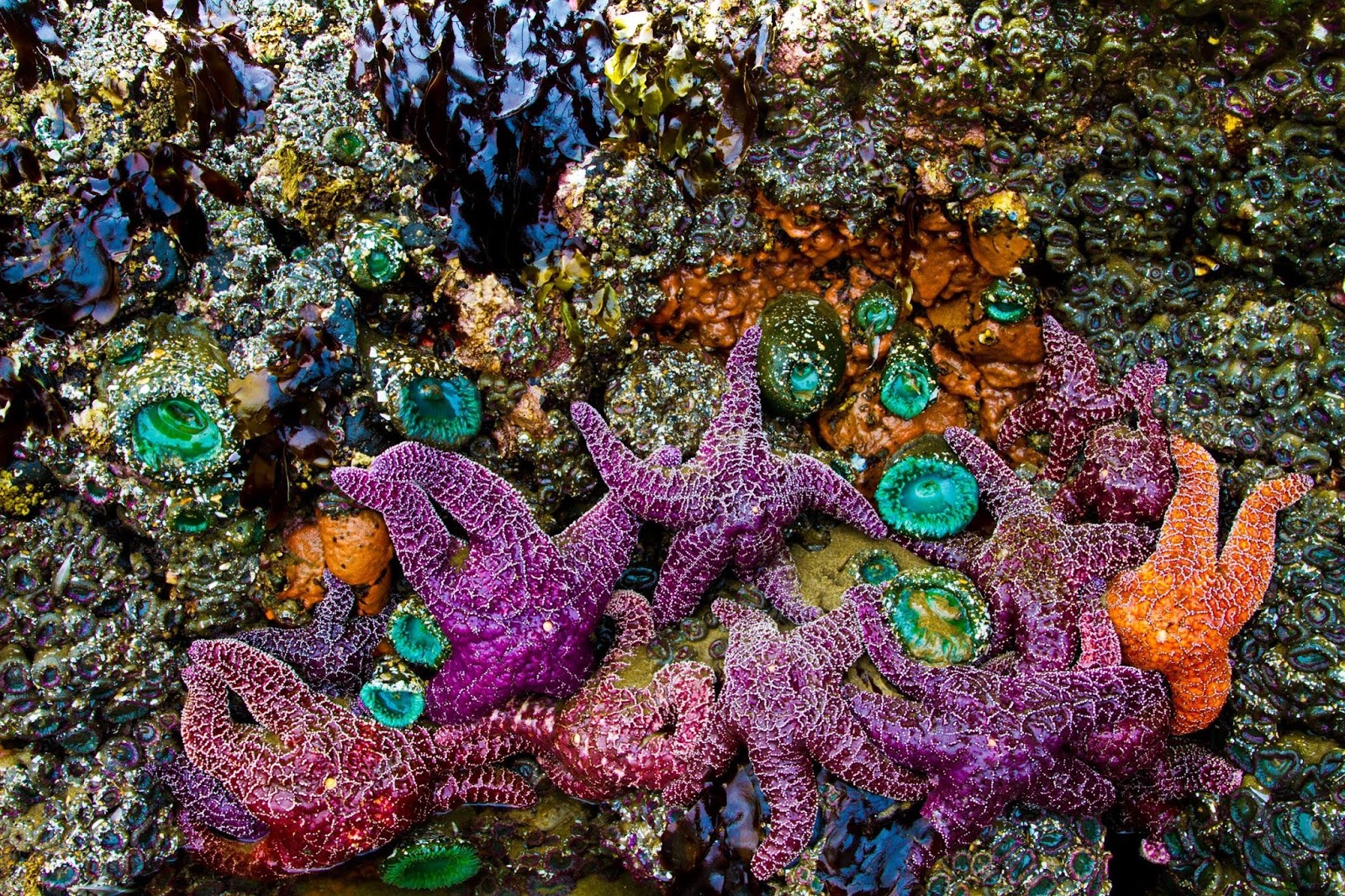 Art Threads: Art Elements Challenge: Tidepools