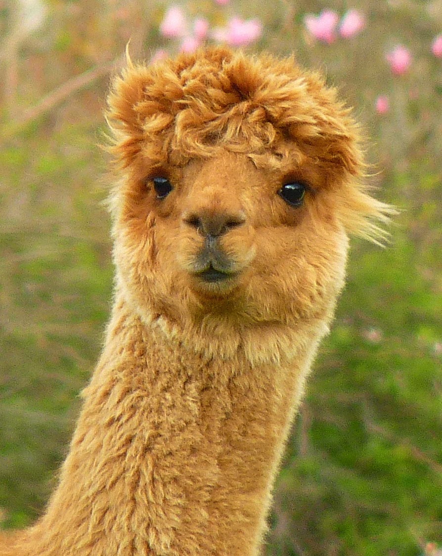 Birding For Pleasure: Alpaca on the Isle of Wight