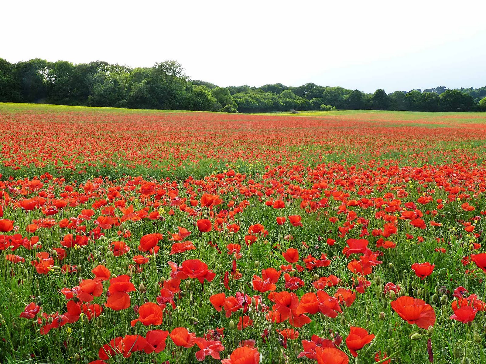 Dorset Allsorts: Poppy Explosion!