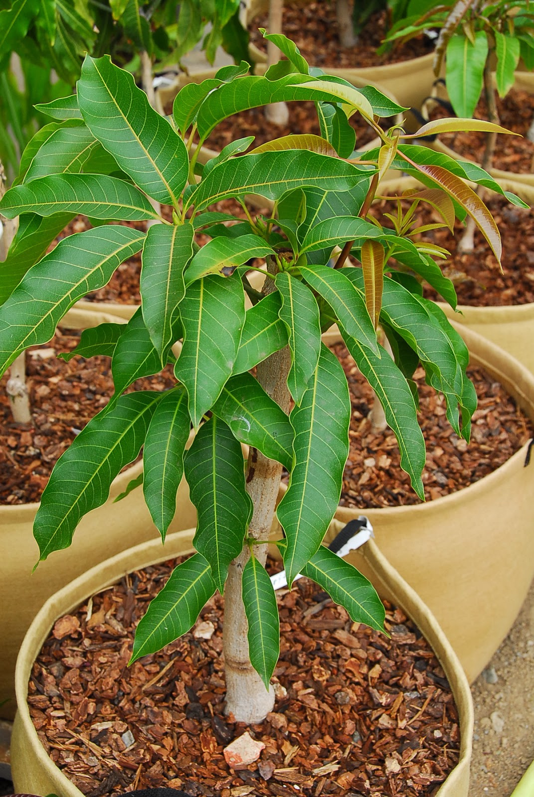 MANGO69: My mangoes in my backyard update. June 23rd, 2013