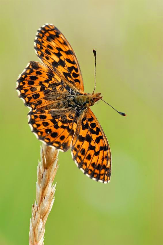 Pretty Butterfly ~ Stunning nature