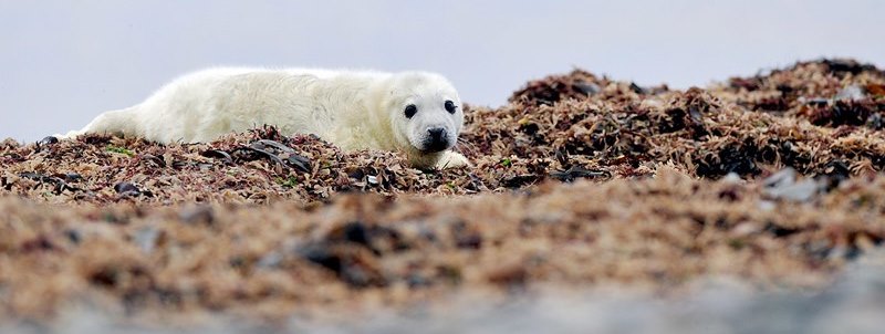 Wirral Wildlife Blog: Seal Cam