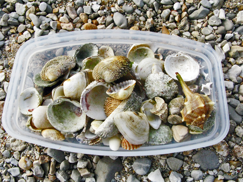 Mina Vesović: Ram za sliku od morskih školjkica