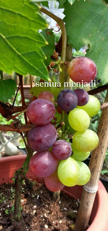 Semua Menjadi: Keratan Batang Anggur Isabela