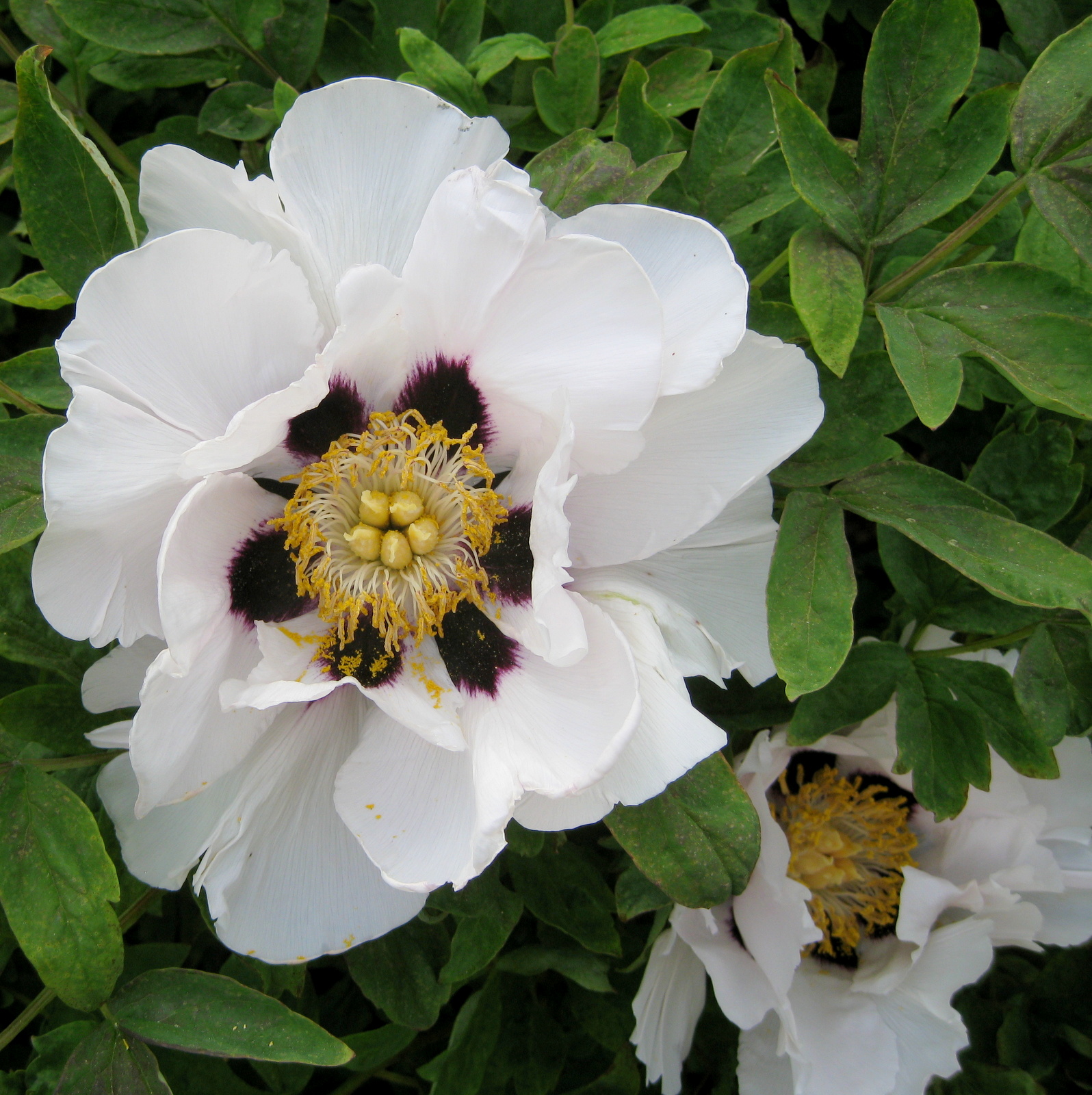 Arrowhead Alpines Blog