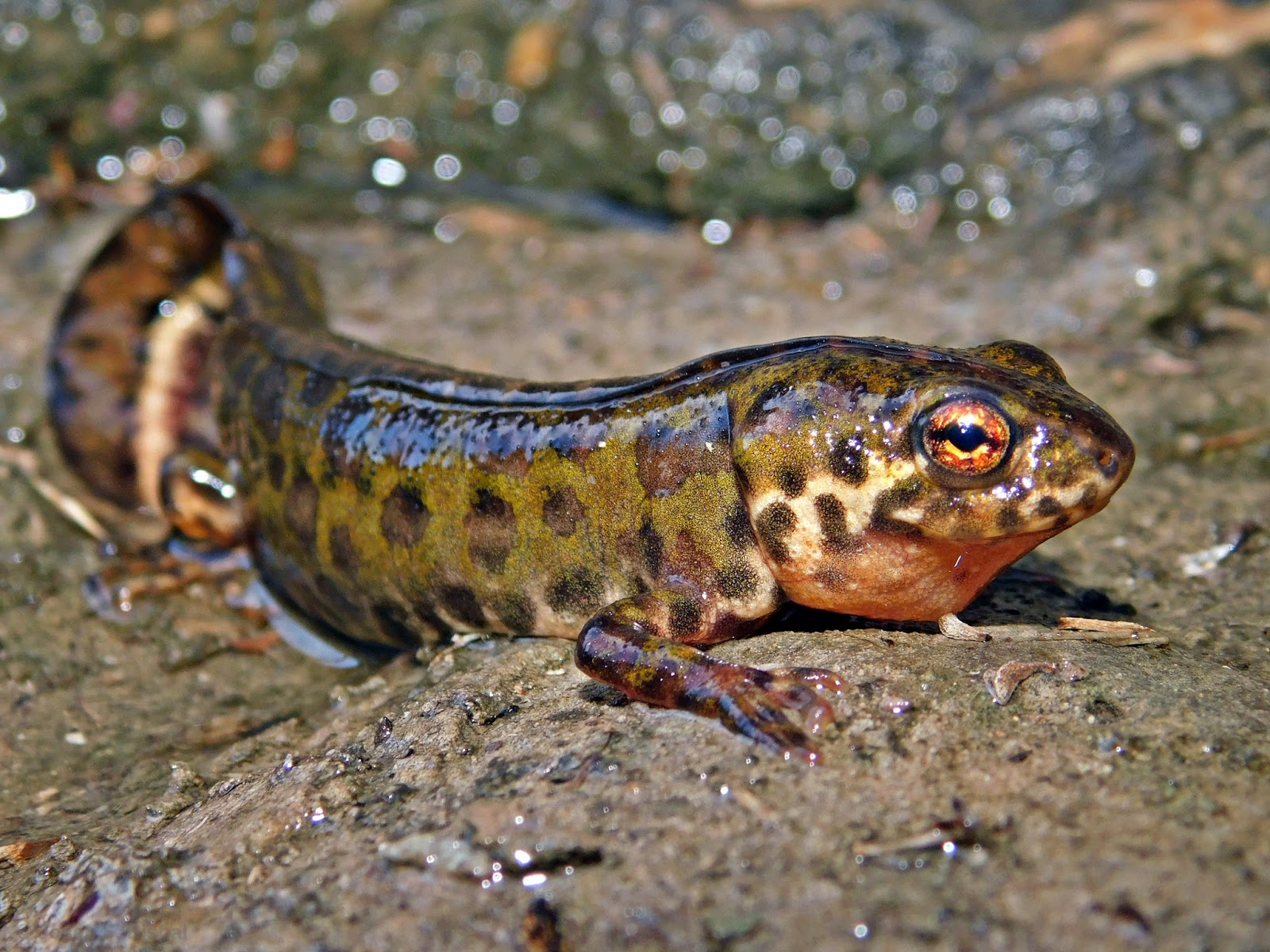 Sargantanes i Dragons: Triturus pygmaeus - Tritó pigmeu
