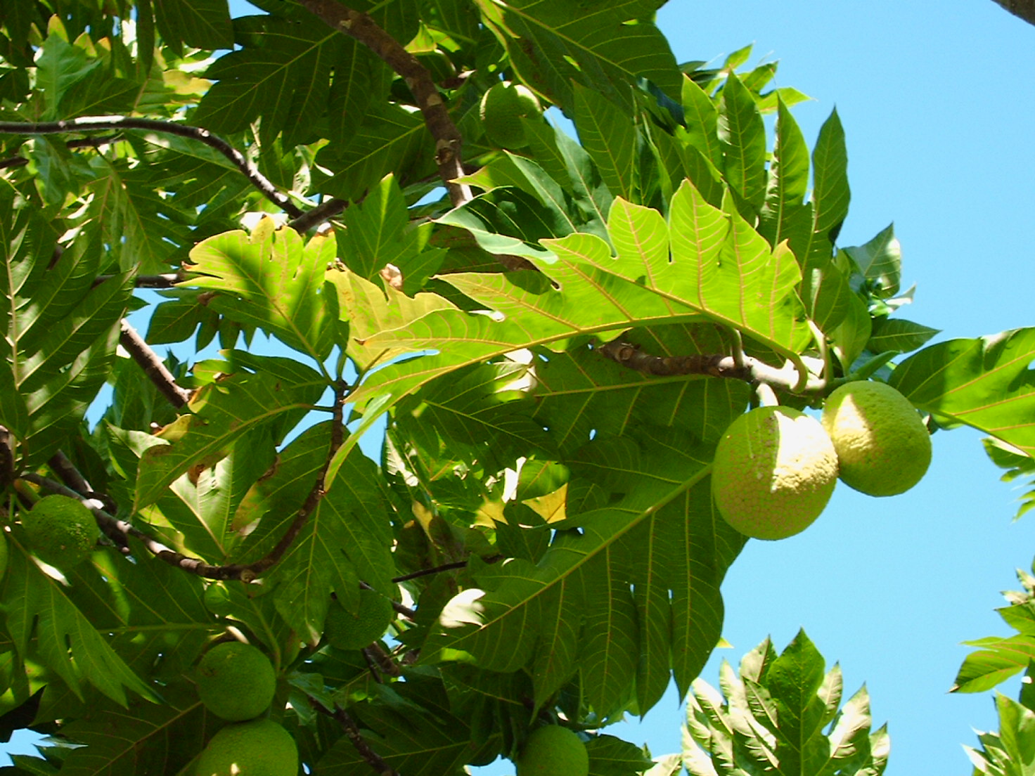 Samoan Breadfruit Tree