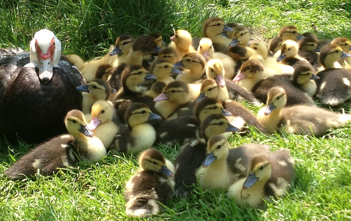 Raup Untung Besar Bisnis Penetasan Telur Entog ~ Hei Kamu