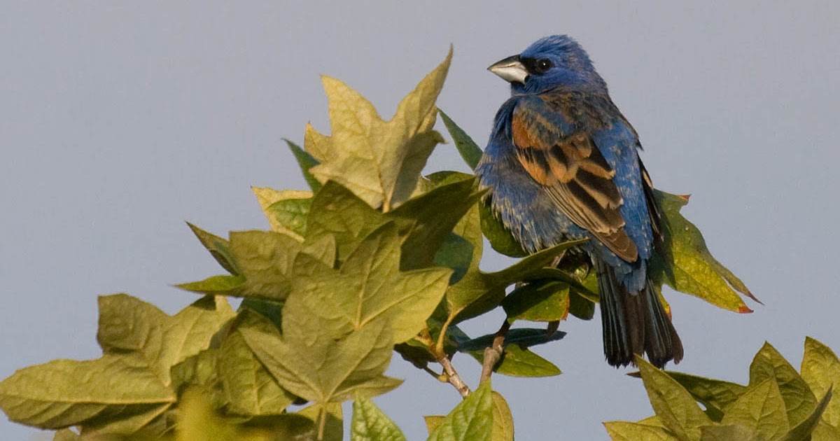 Stalking Birds: 25 tips: How to get close to birds without scaring them ...