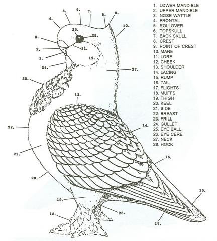 World of Pigeons and Doves: Oriental Frill Pigeon ( Orientalisches ...