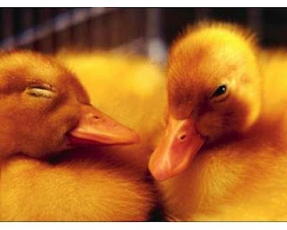 ASSOCIAZIONE ITALIANA DIFESA ANIMALI ED AMBIENTE: TERAMO: PULCINI DI ...