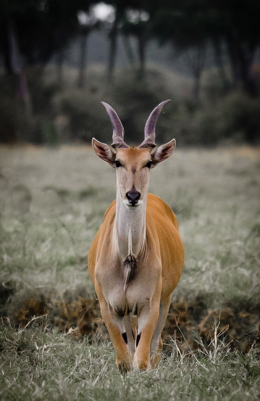 Elsen Karstad's 'Pic-A-Day Kenya': Common Eland- Masai Mara Kenya