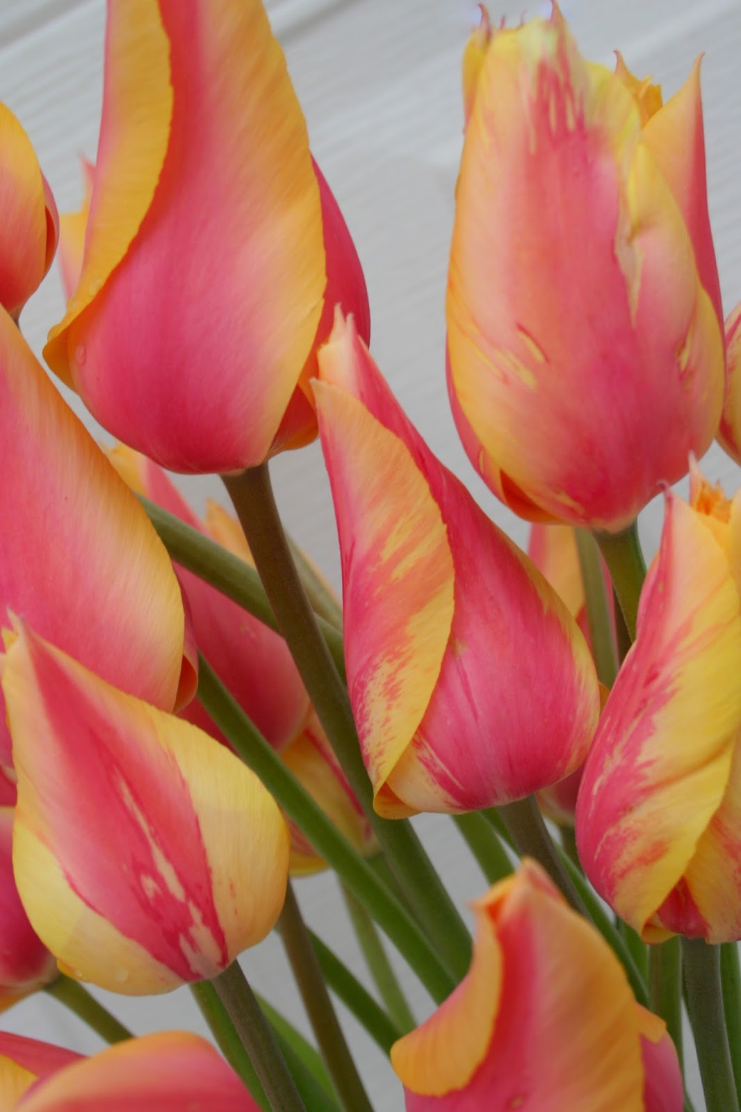SINGLE LATE TULIPS -- "Blushing Beauty"-- Tall, beautiful, and long ...
