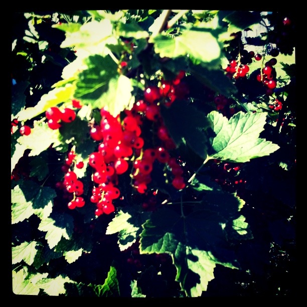 Revisiter ses classiques! ~~Les gadelles~~