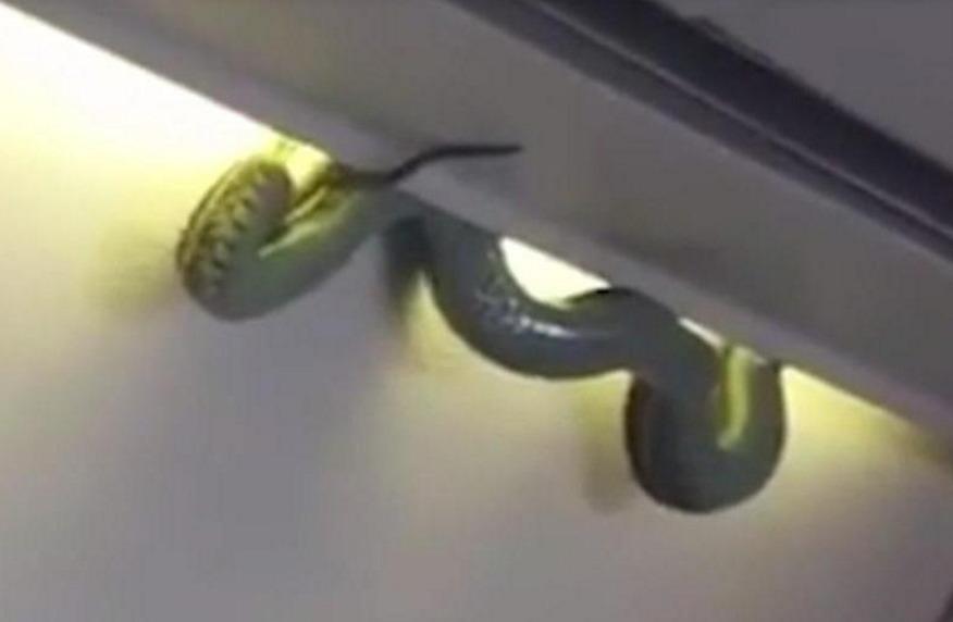 Passengers in an airplane scamper as snake drops out from an overhead ...
