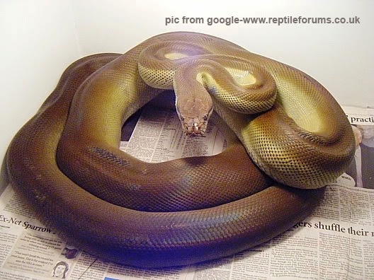 DAMN I LOVE INDONESIA REPTILES: DAMN I LOVE INDONESIA REPTILES-PANDUAN ...