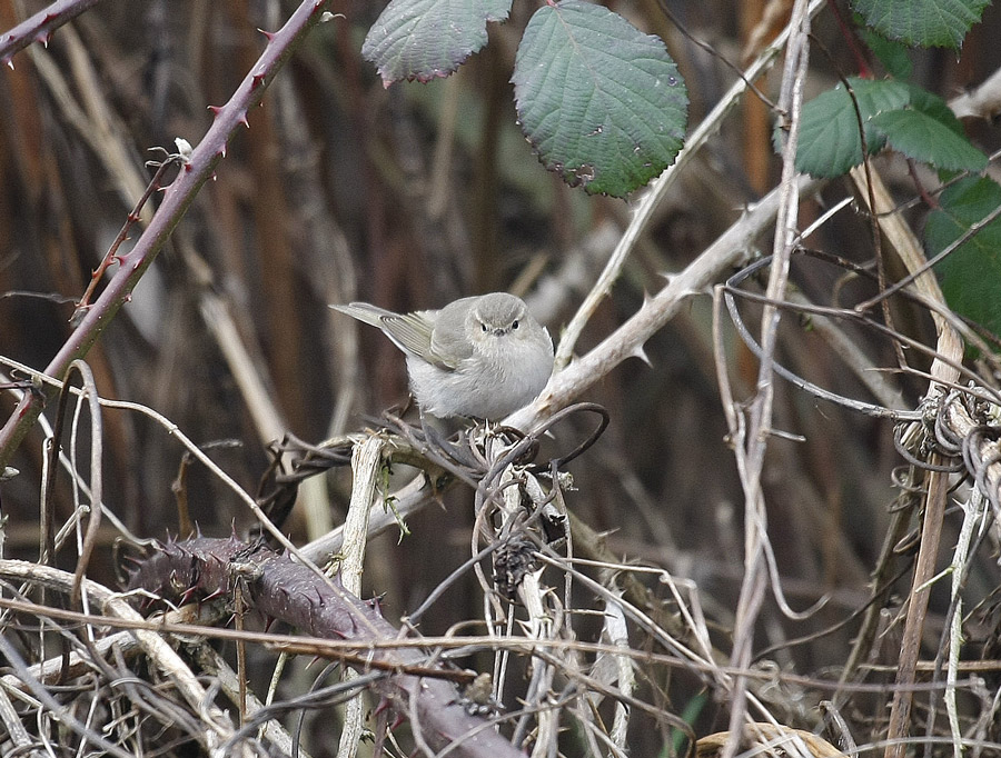 Rare & Scarce Birds In Britain