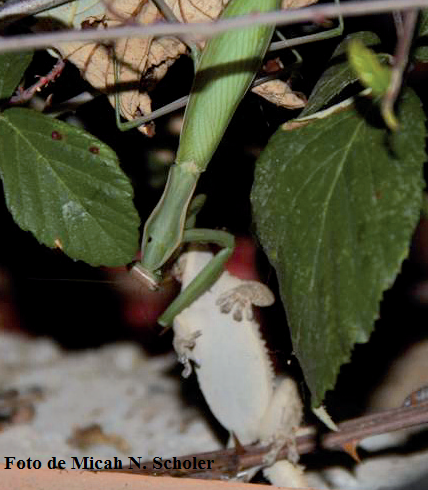 UM DIA DE CAMPO: Insetos predadores de répteis