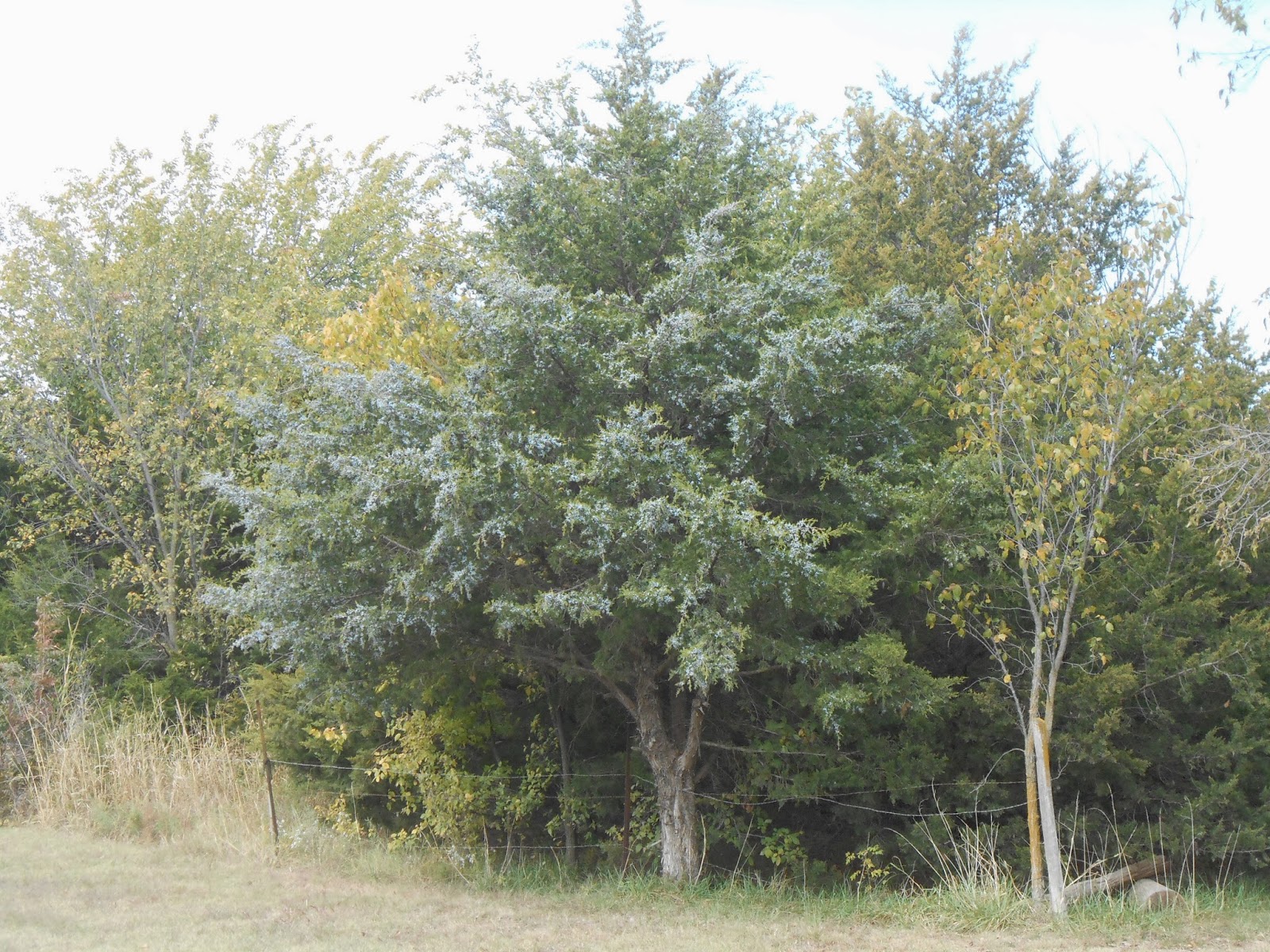 Windy Acres Diary: Cedar Berries