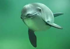 Animales de Mario: Marsopa común