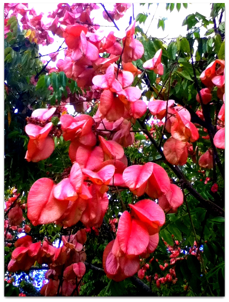Start Well In Your Home School: Golden Rain Tree with Autumn Seed Pods ...