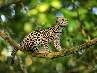 Oncilla-Leopardus tigrinus | Enter your blog name here