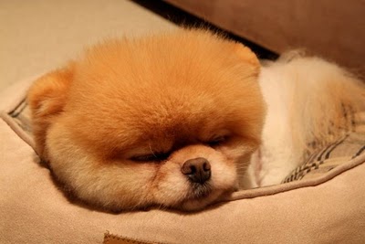 @ganangWp's blog: boo anjing terimut di dunia :D