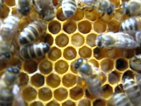 Pszczelarstwo: Rodzaje czerwia