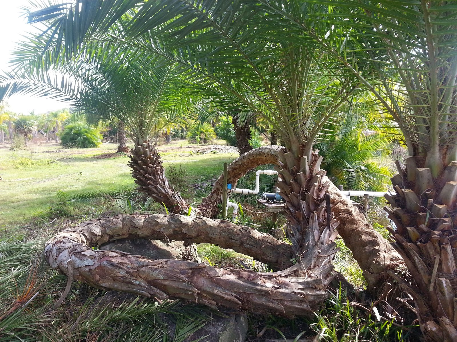 A Quality Plant: Hybrid Date Palms - Crosses between Canary Island Date ...