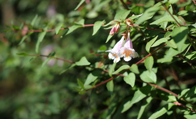 Abelia Parvifolia Flowers