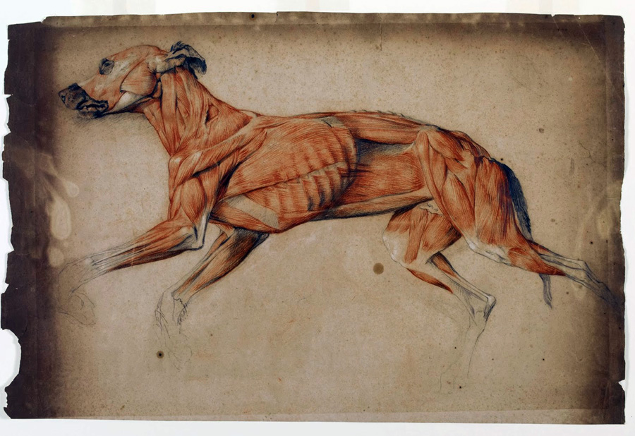 Gurney Journey: Landseer's Dog Studies