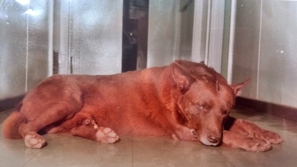 From Annandale and Avalon to Anarchy: THE PILBARA WANDERER. 1971--22/11 ...