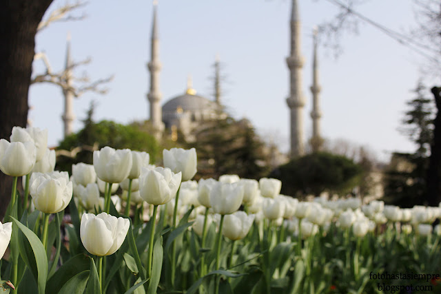 Foto Hasta Siempre: Çiçek Fotoğrafları: Lale