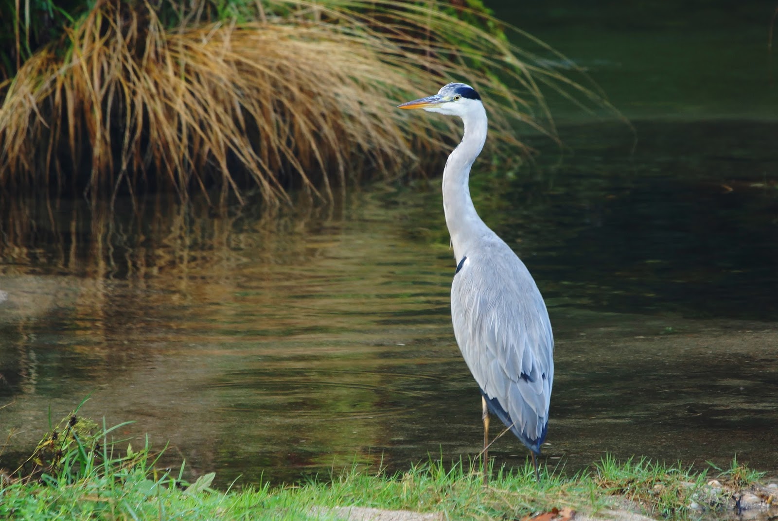 laiberianatural: Garza real (Ardea cinerea)