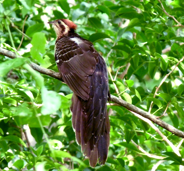 Bellas Aves de El Salvador: Dromococcyx phasianellus (cuco faisán, tres ...