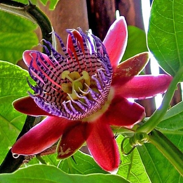 Cultura Guaraní: Leyenda del el mburucuyá