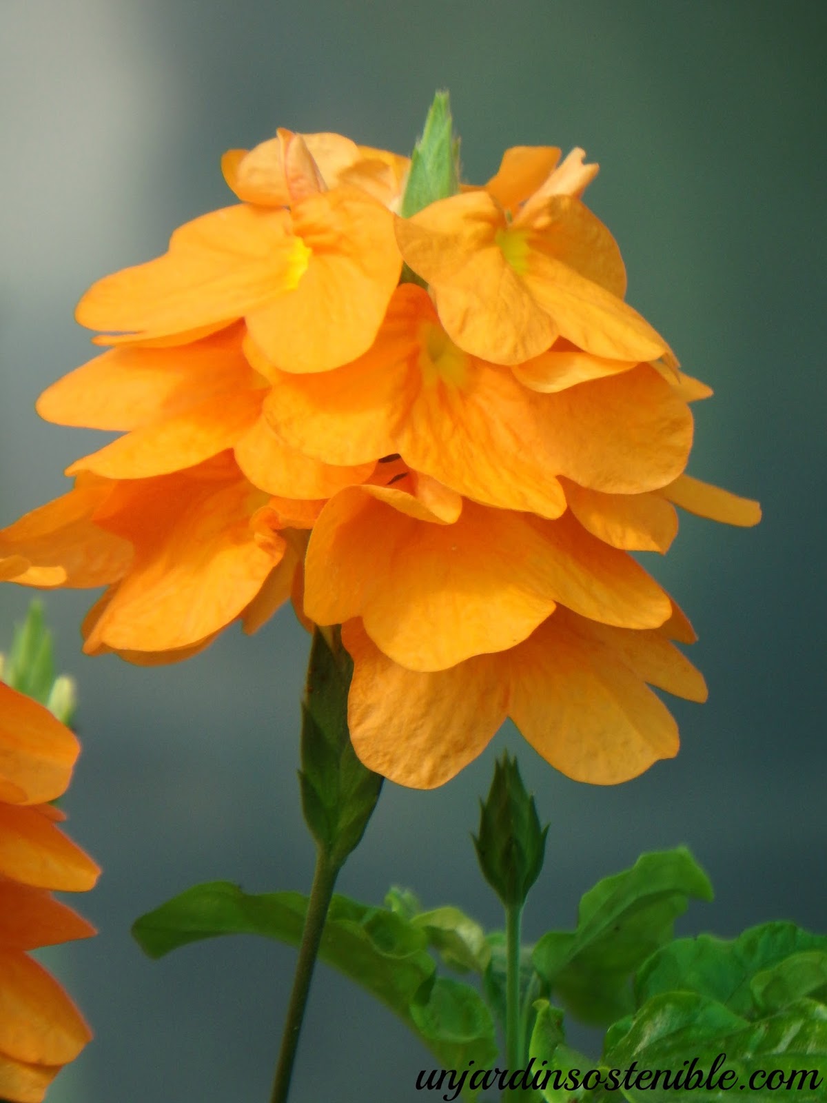Crossandra infundibuliformis (Crosandra, justicia etc.)